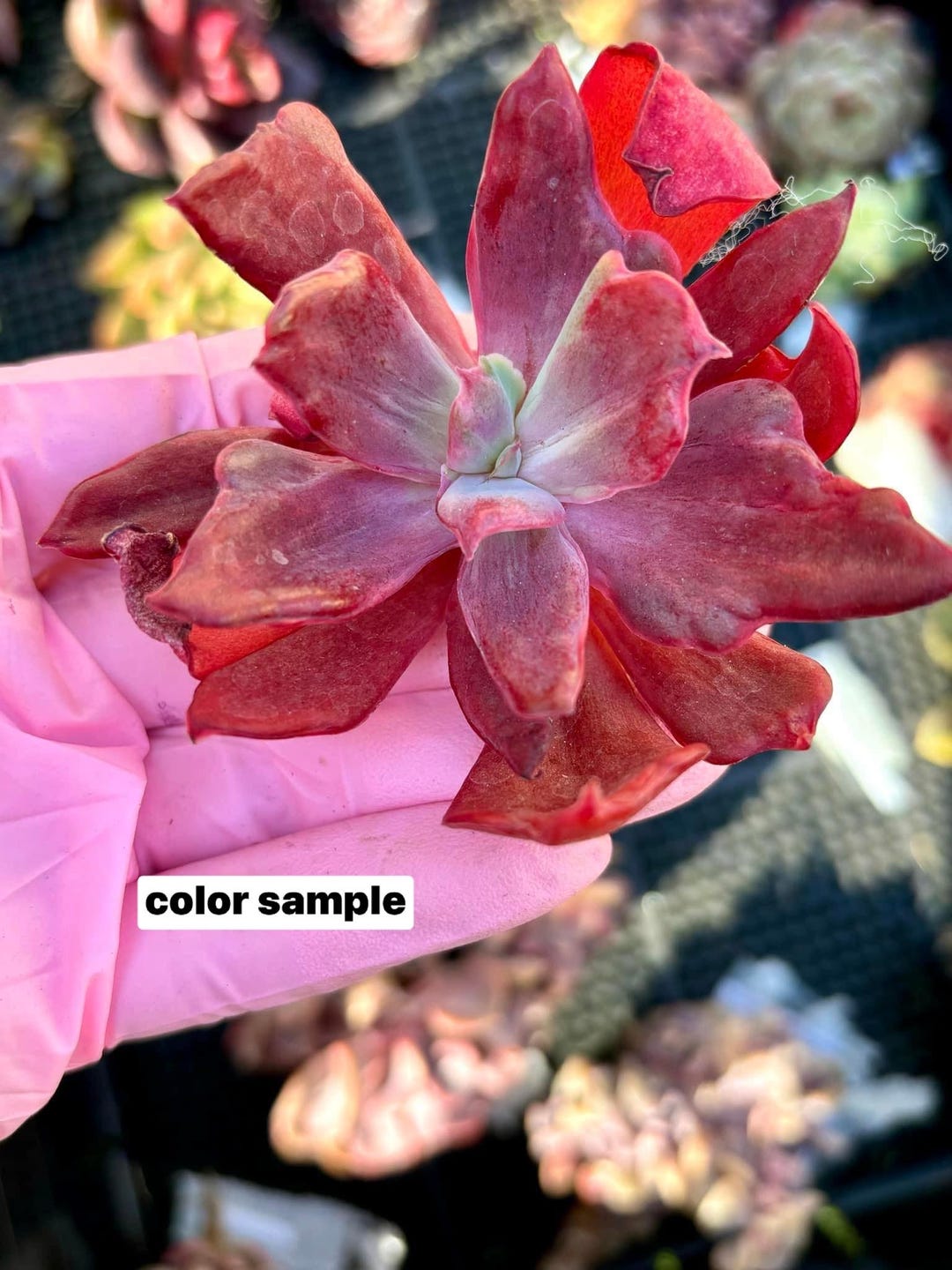 Echeveria Diamond Variegated Live Succulent Plant Korean Succulent Rare ...