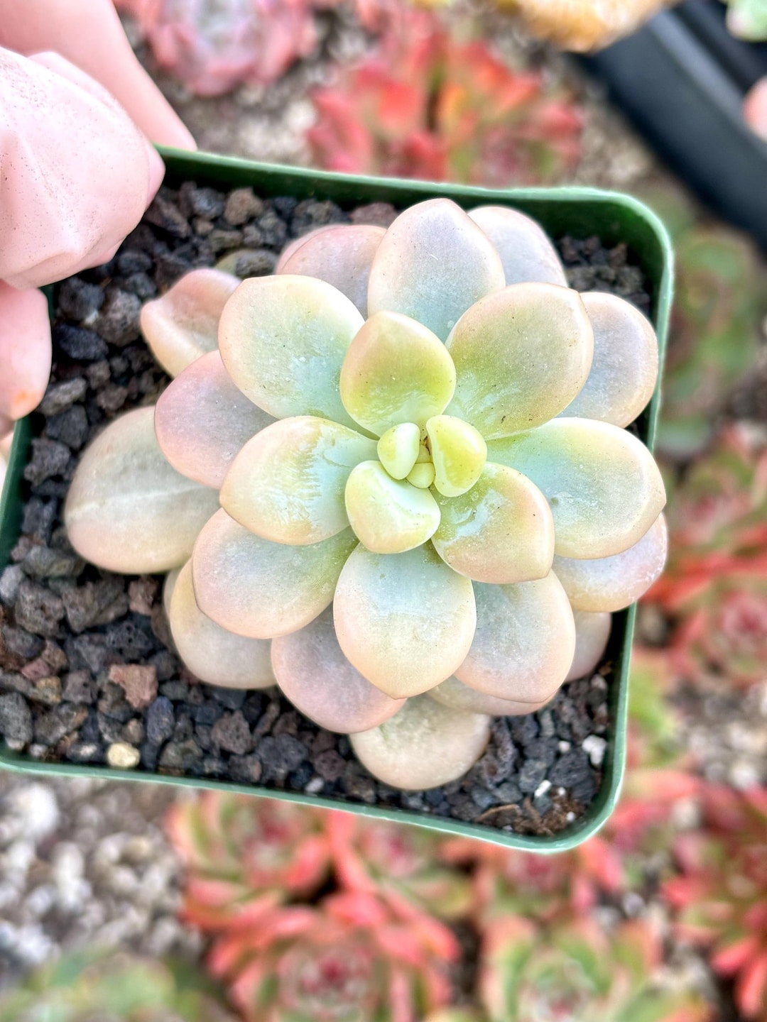Echeveria Luo Shen Variegated | 4” Pot | Live Succulent Plant | Korean ...