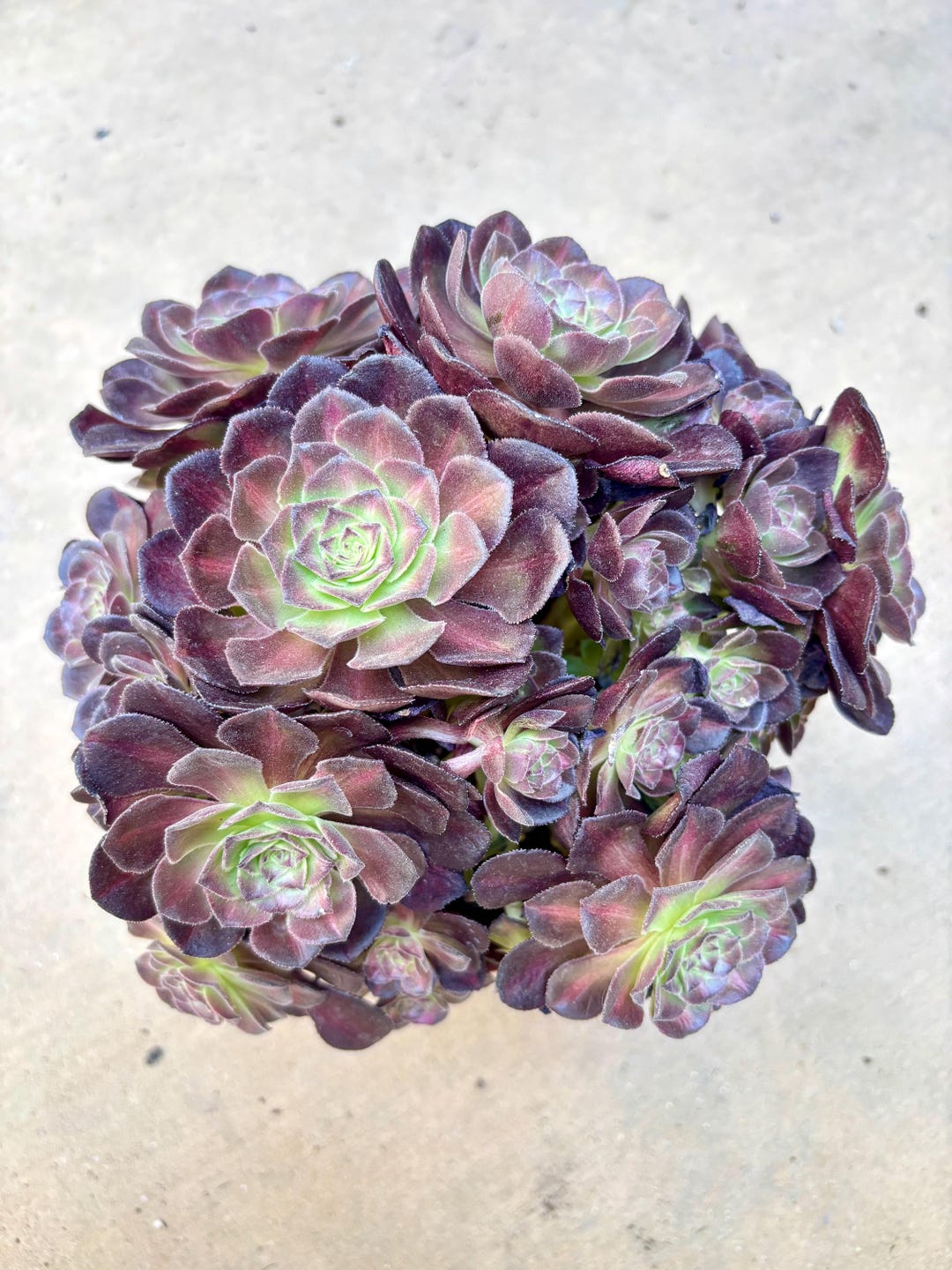 Aeonium Seawave Rainbow Variegated | Live Succulent Plant | Rare ...