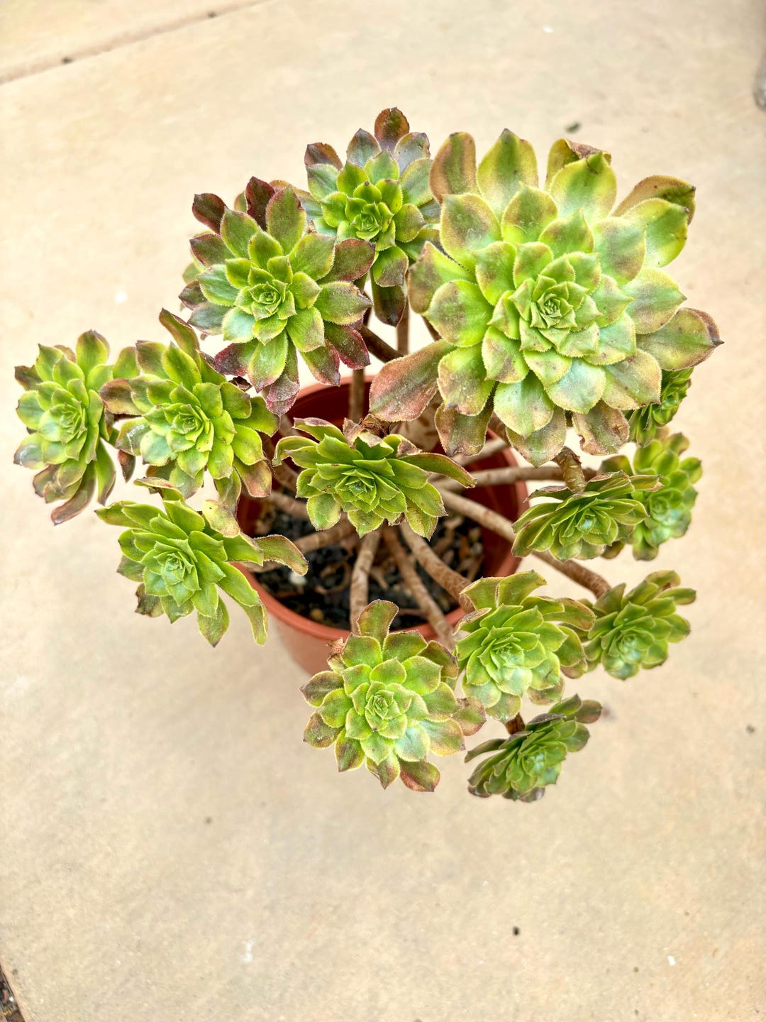 Aeonium Venus Variegated 9 Size Live Succulent Plant Imported Succulent ...