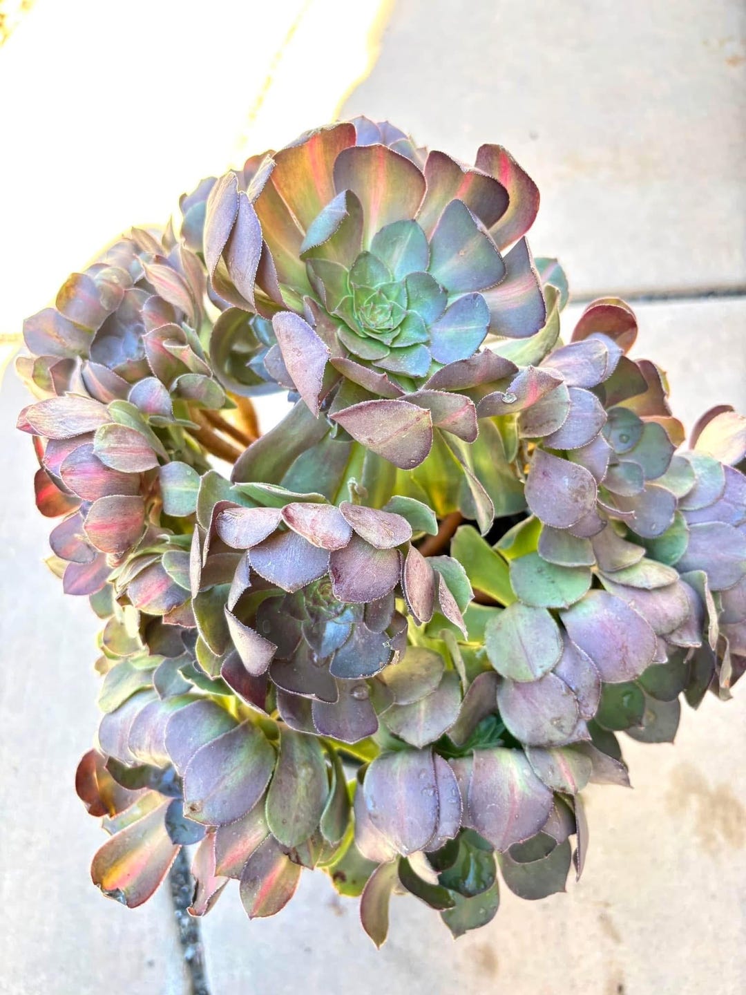 Aeonium Matcha Rainbow Variegated | 11” Width | Live Succulent Plant ...