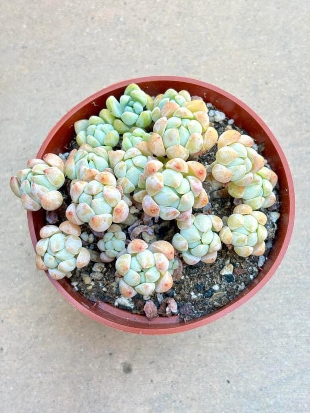 Echeveria Perfume Princess 4 Pot Live Succulent Plant Korean Succulent ...