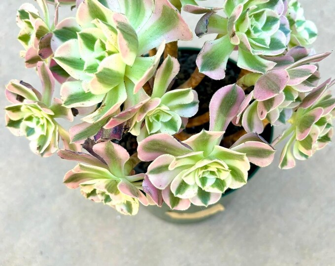 Aeonium Loki Variegated | 1 Gallon Pot | Live Succulent Plant ...