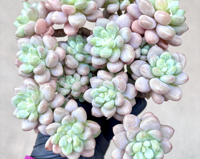 Echeveria Caviar/ Pachyphytum Caviar Imported Succulent - Etsy