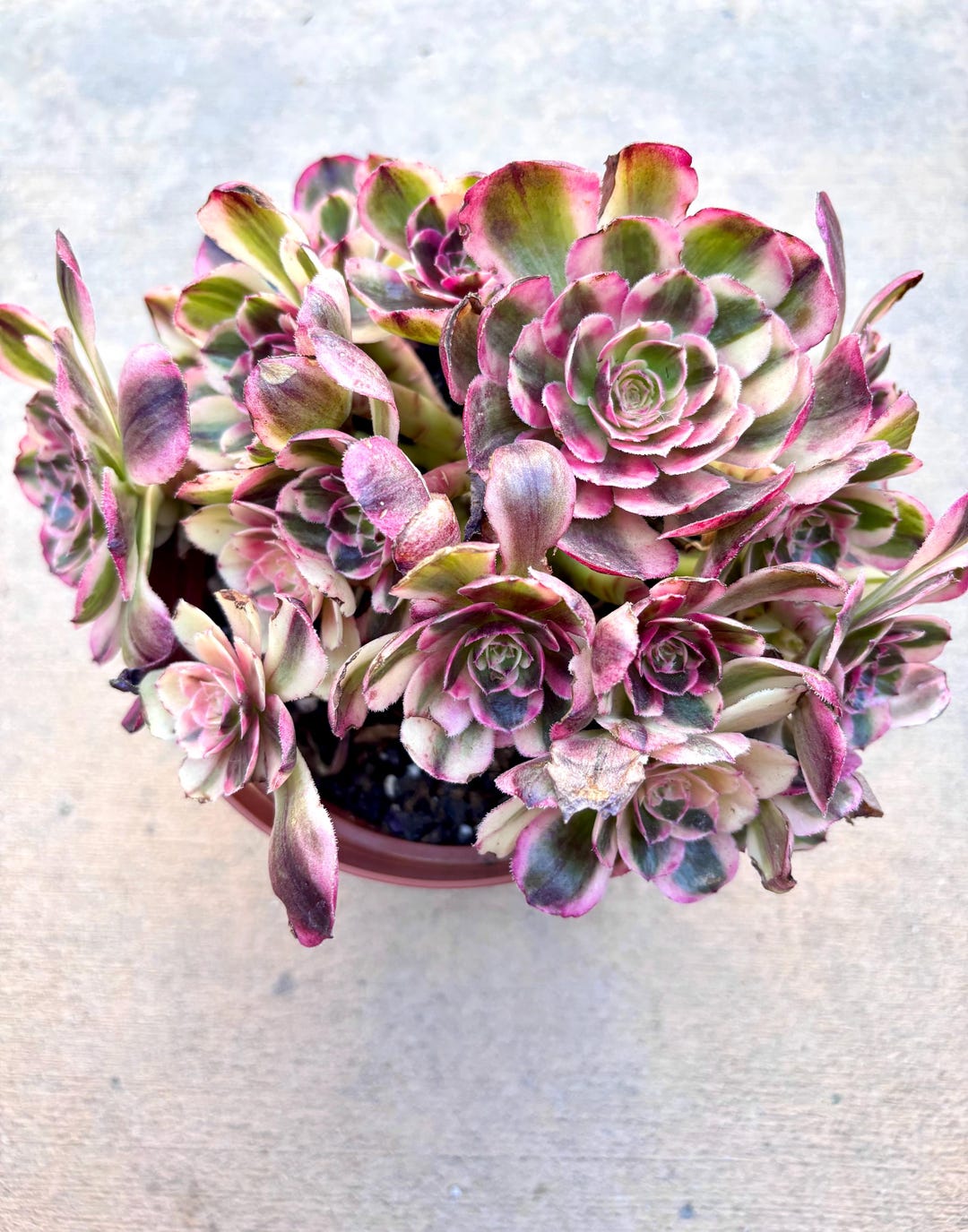 Aeonium Pink Beauty Variegated | Live Succulent Plant | Korean ...