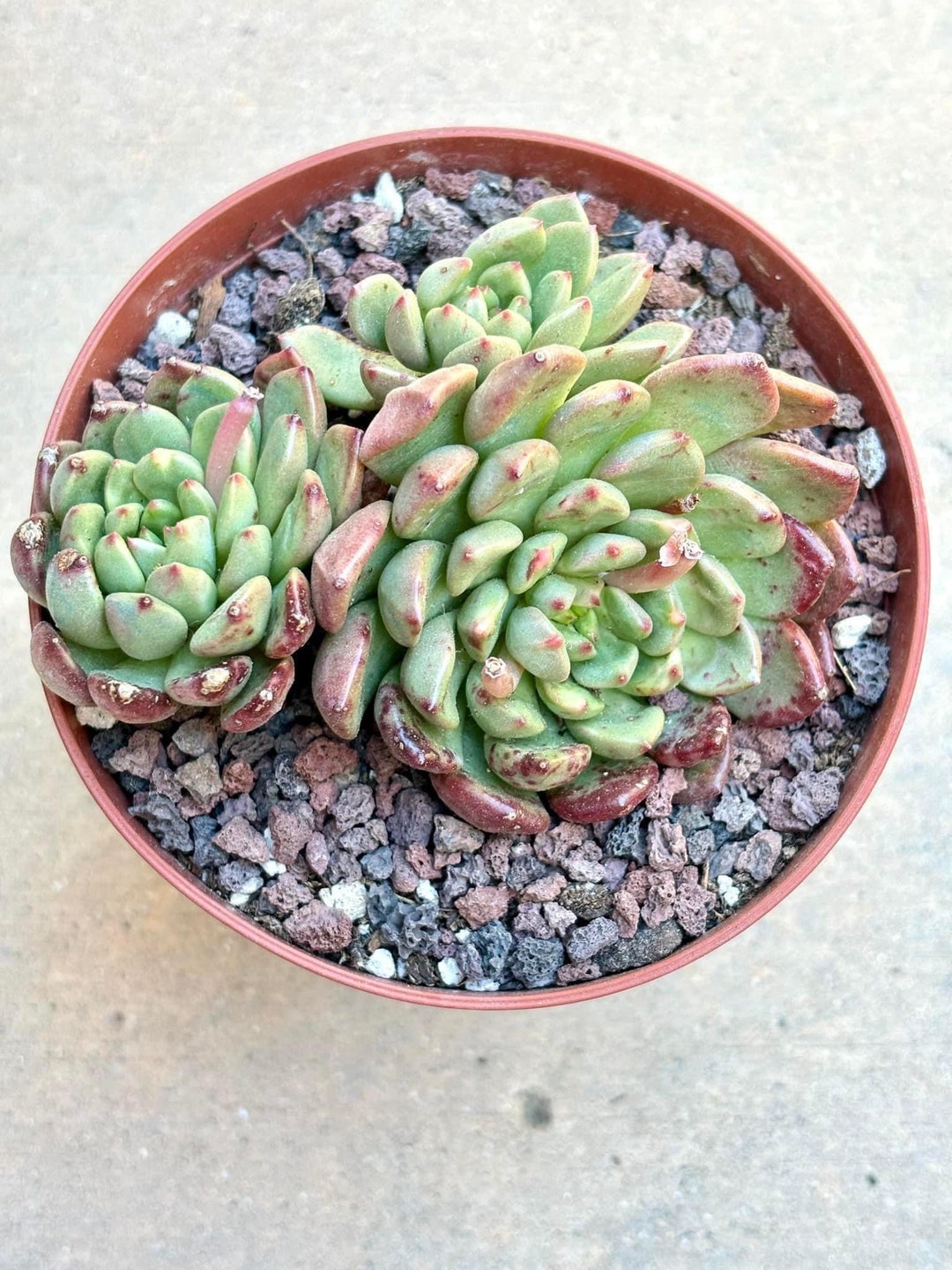 Sedeveria Pink Ruby 4 Pot Live Succulent Plant Korean Succulent ...