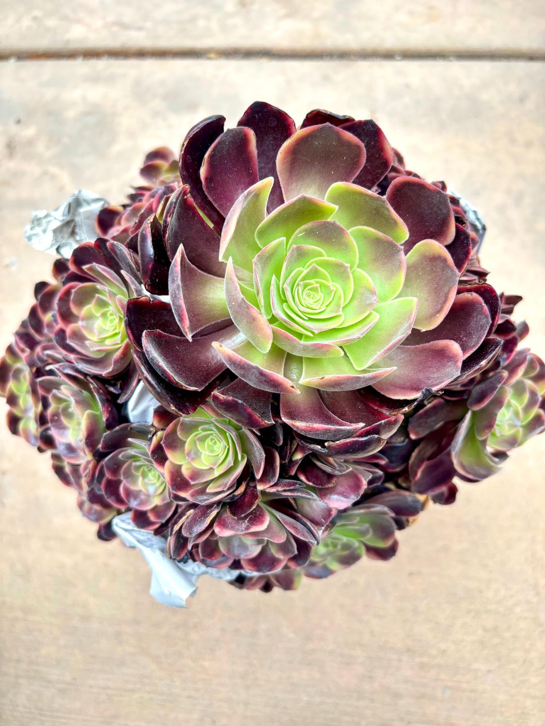 Aeonium Super Bang Variegated | Live Succulent Plant | Rare Imported ...