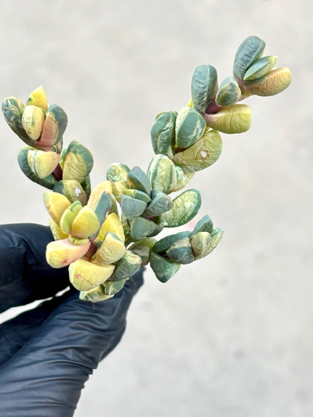 Astridia Velutina Variegated | Live Succulent Plant | Variegated ...