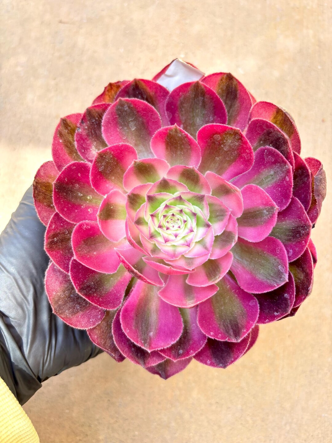 Aeonium Allure Variegated | Live Succulent Plant | Korean Succulent ...