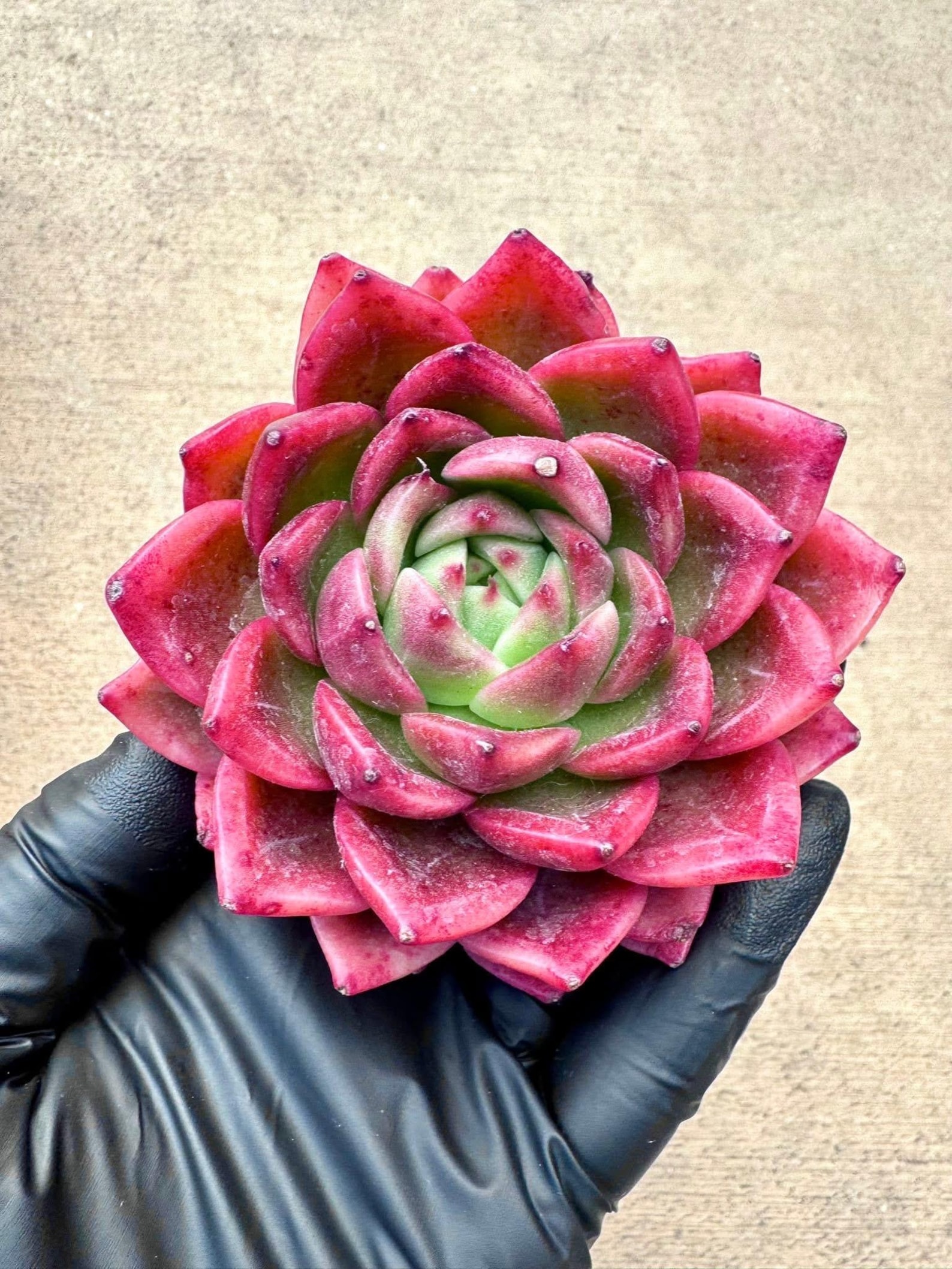 Echeveria Mexican Rose | Rare Imported Succulent | Collector’s ...