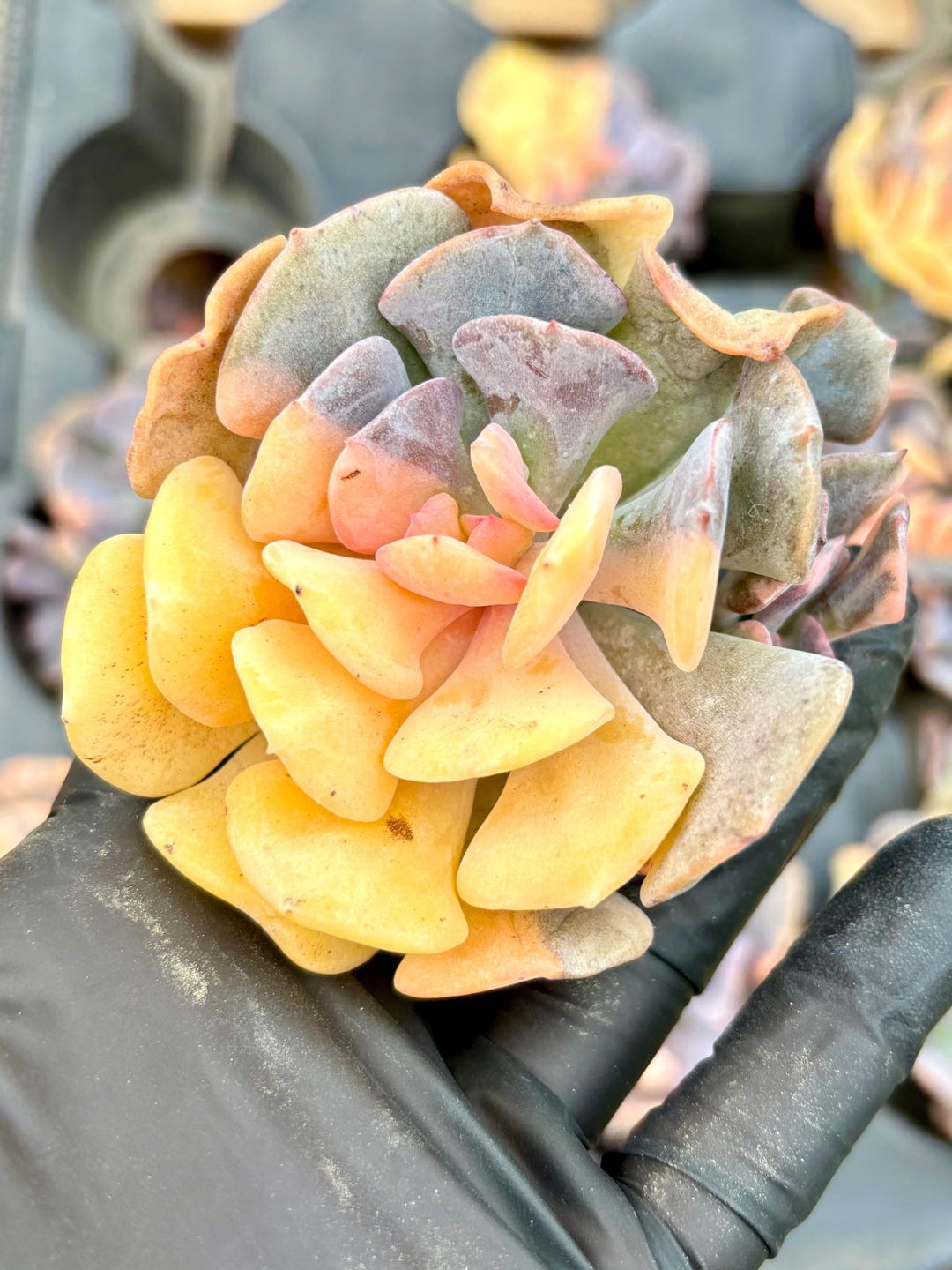 Echeveria Cubic Frost Variegated | Live Succulent Plant | Korean ...