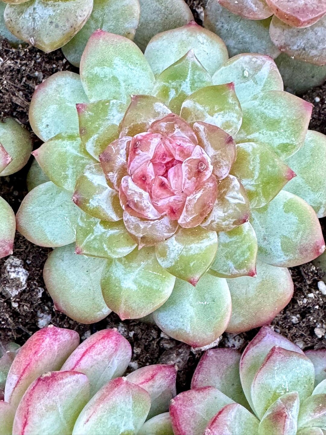 Echeveria Daisy | Live Succulent Plant | Korean Succulent | Variegated ...