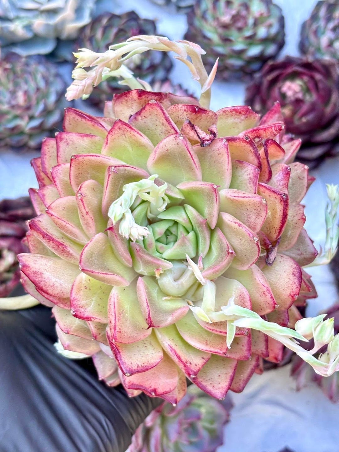 Echeveria Colored Lizard | Live Succulent Plant | Korean Succulent ...