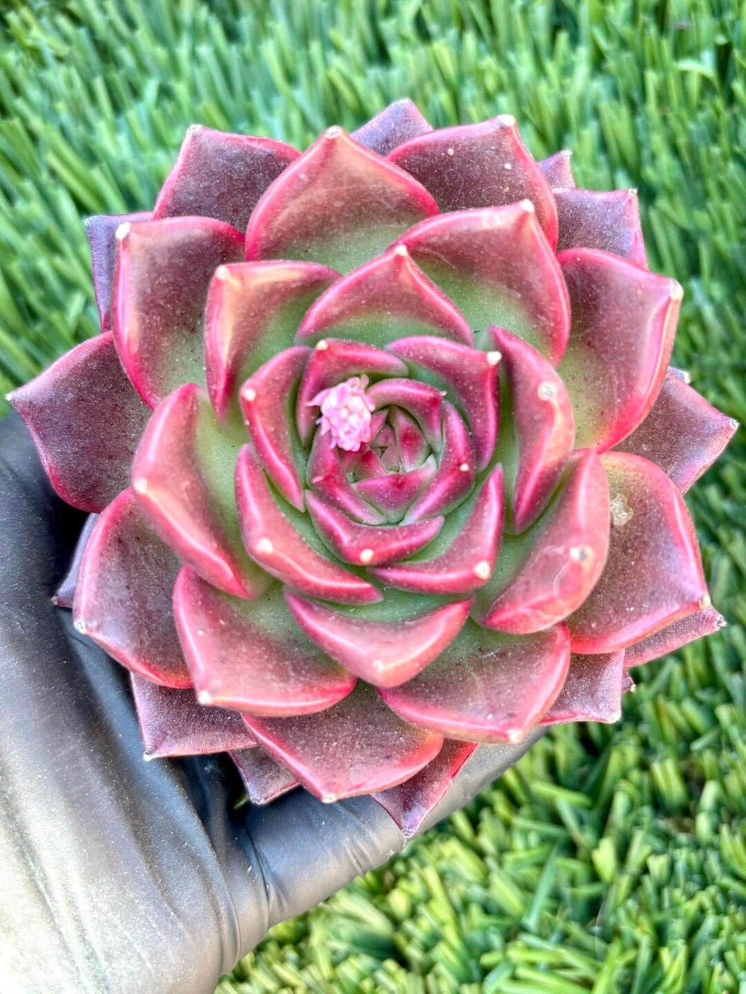 Echeveria Crimson Eyes | Live Succulent Plant | Korean Succulent | Rare ...