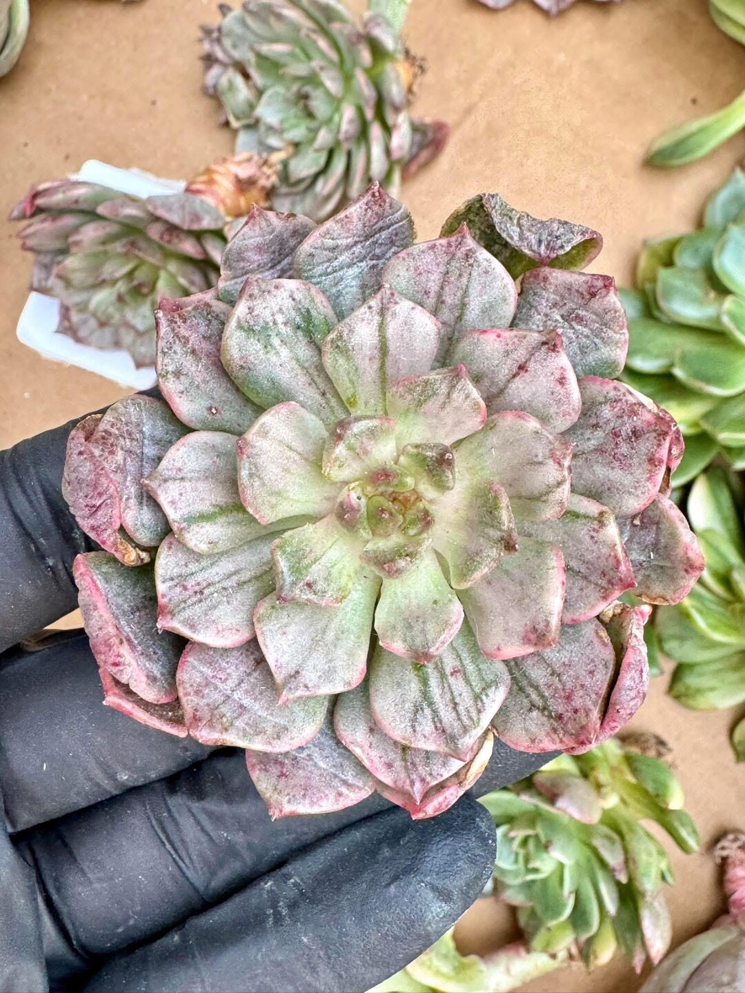 Echeveria Silver Olivia Variegated | Live Succulent Plant | Korean ...