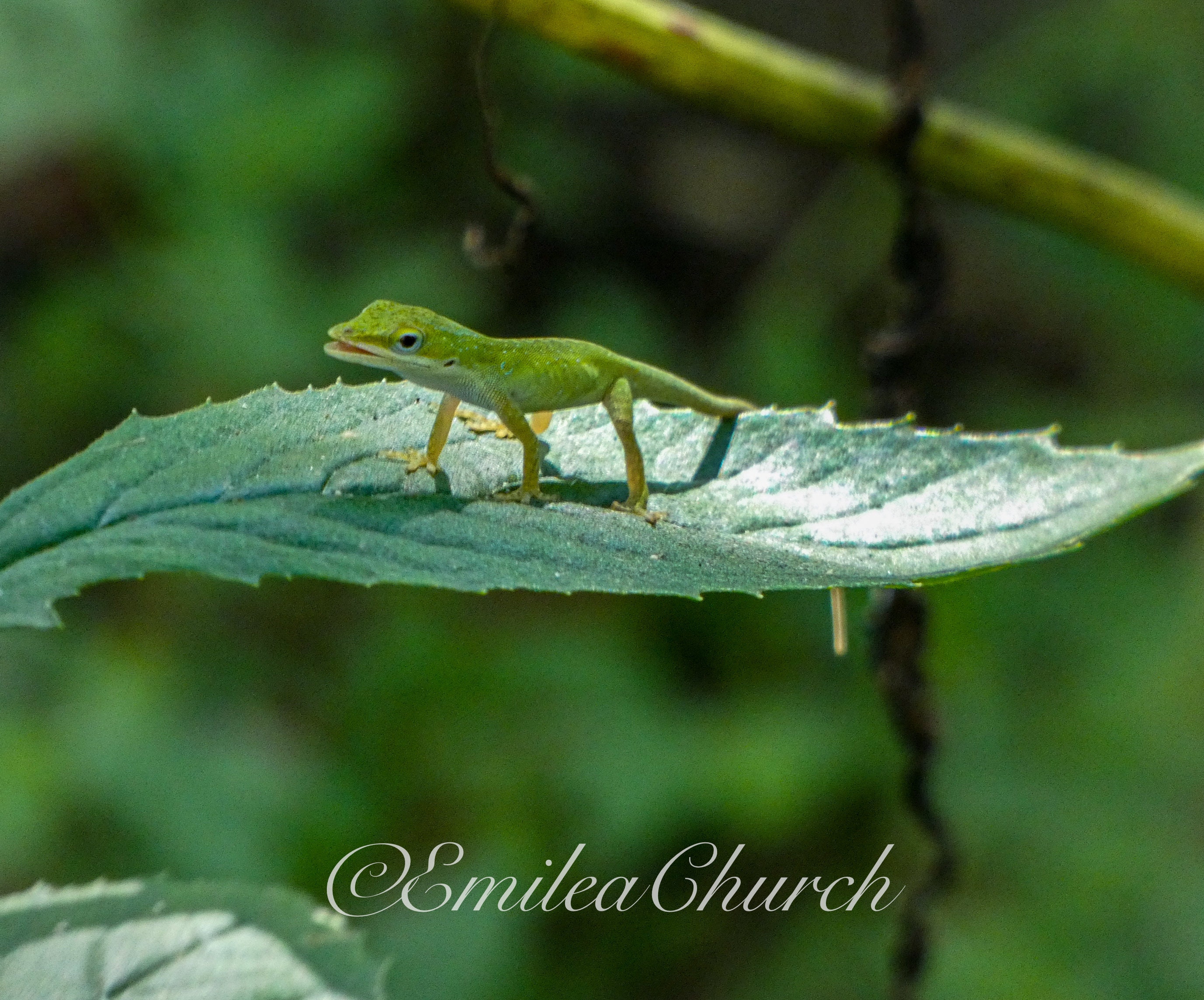 Green Anole Lizard
