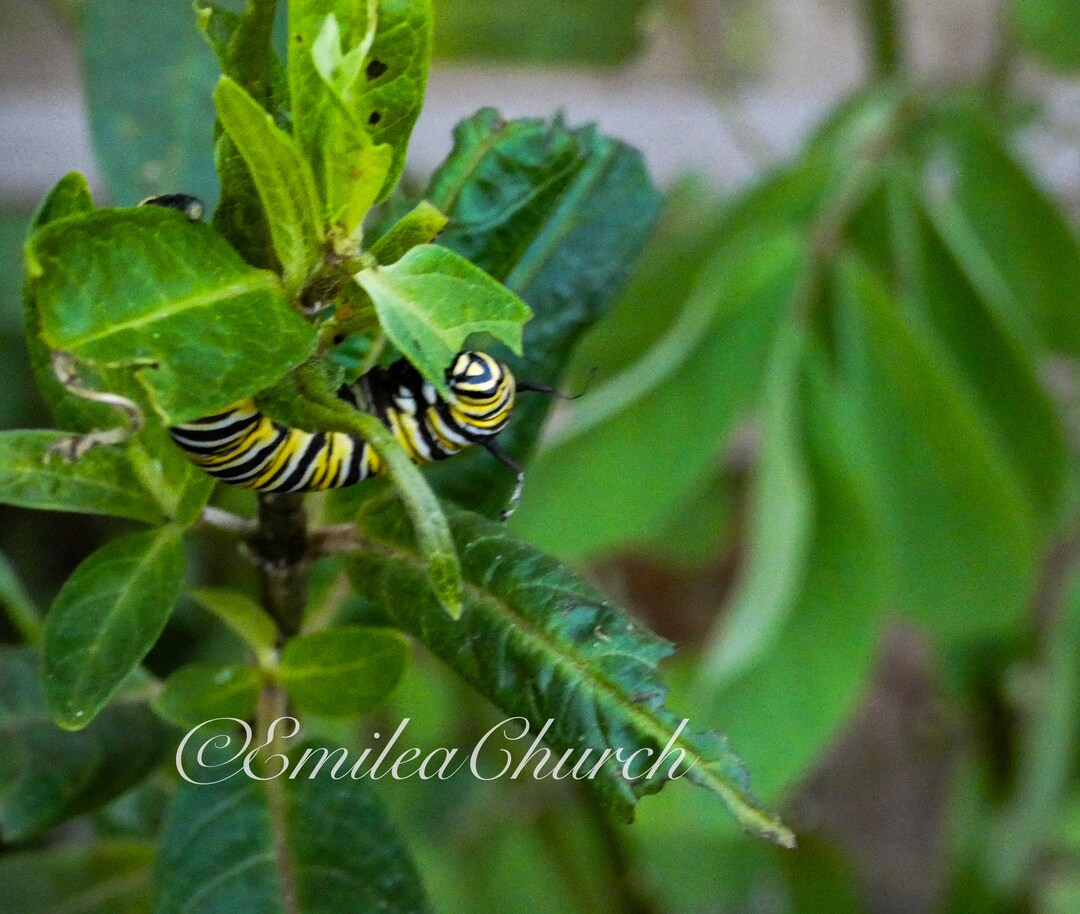 Monarch Caterpillar Photograph, Nature Print (digital Download) - Etsy
