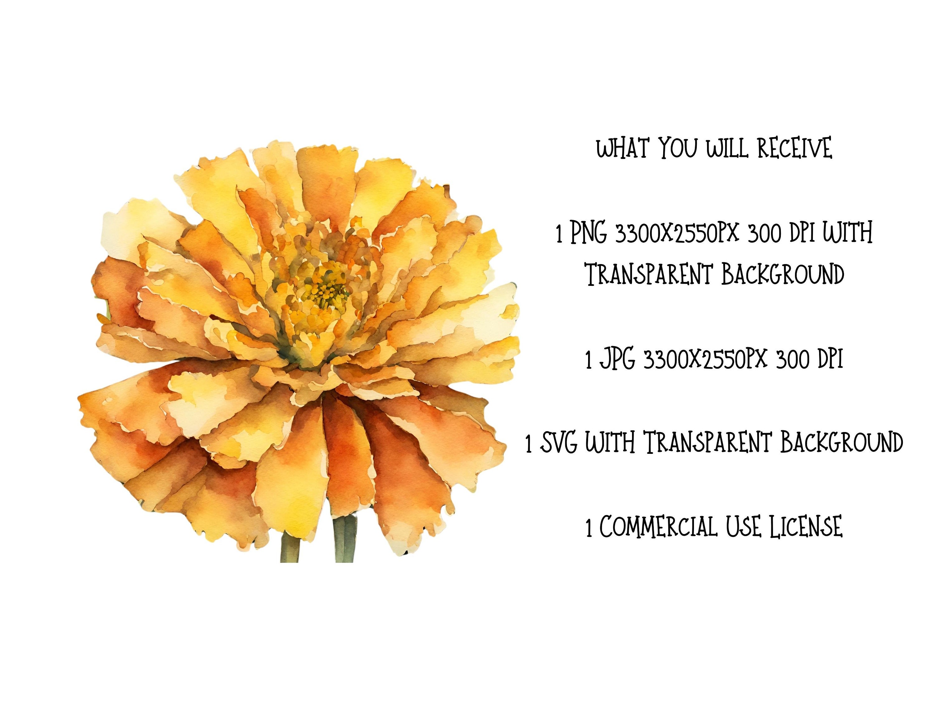 Marigold Svg, Png, Flower Clipart, Cricut Files, Tshirts Mugs ...