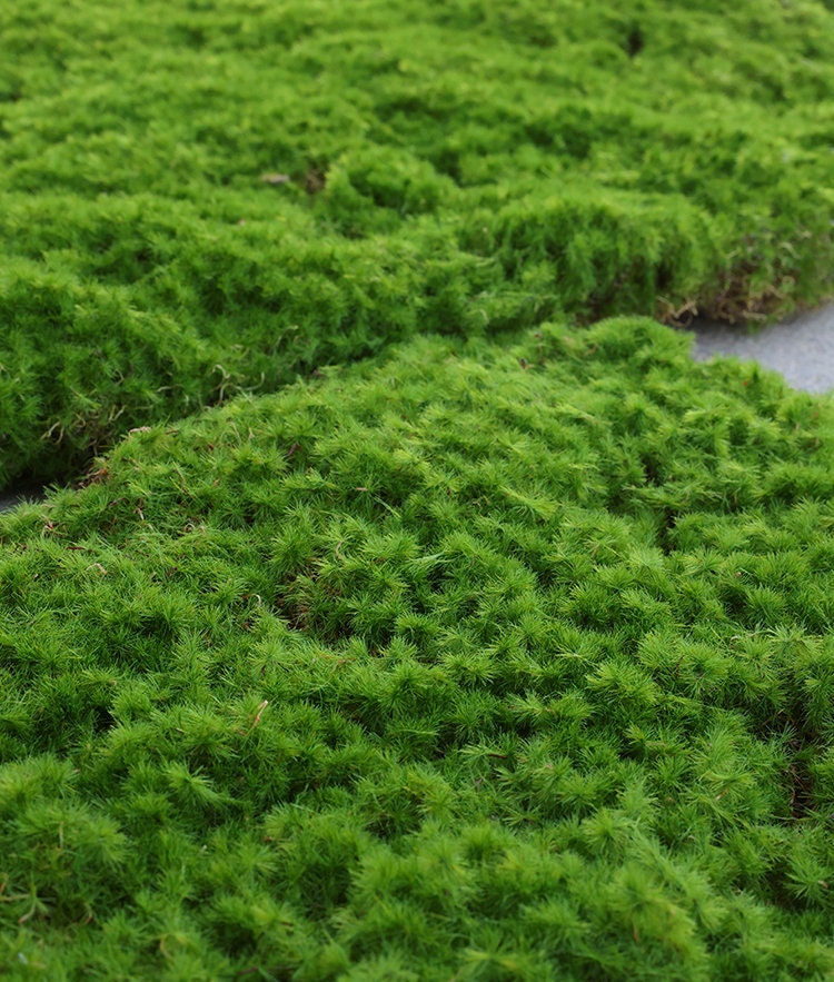 Artificial Moss Skin Moss Block Moss Flocking - Etsy UK