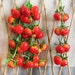 Artificial Vegetable String Fruit String, Corn, Pepper, Garlic, Apple ...