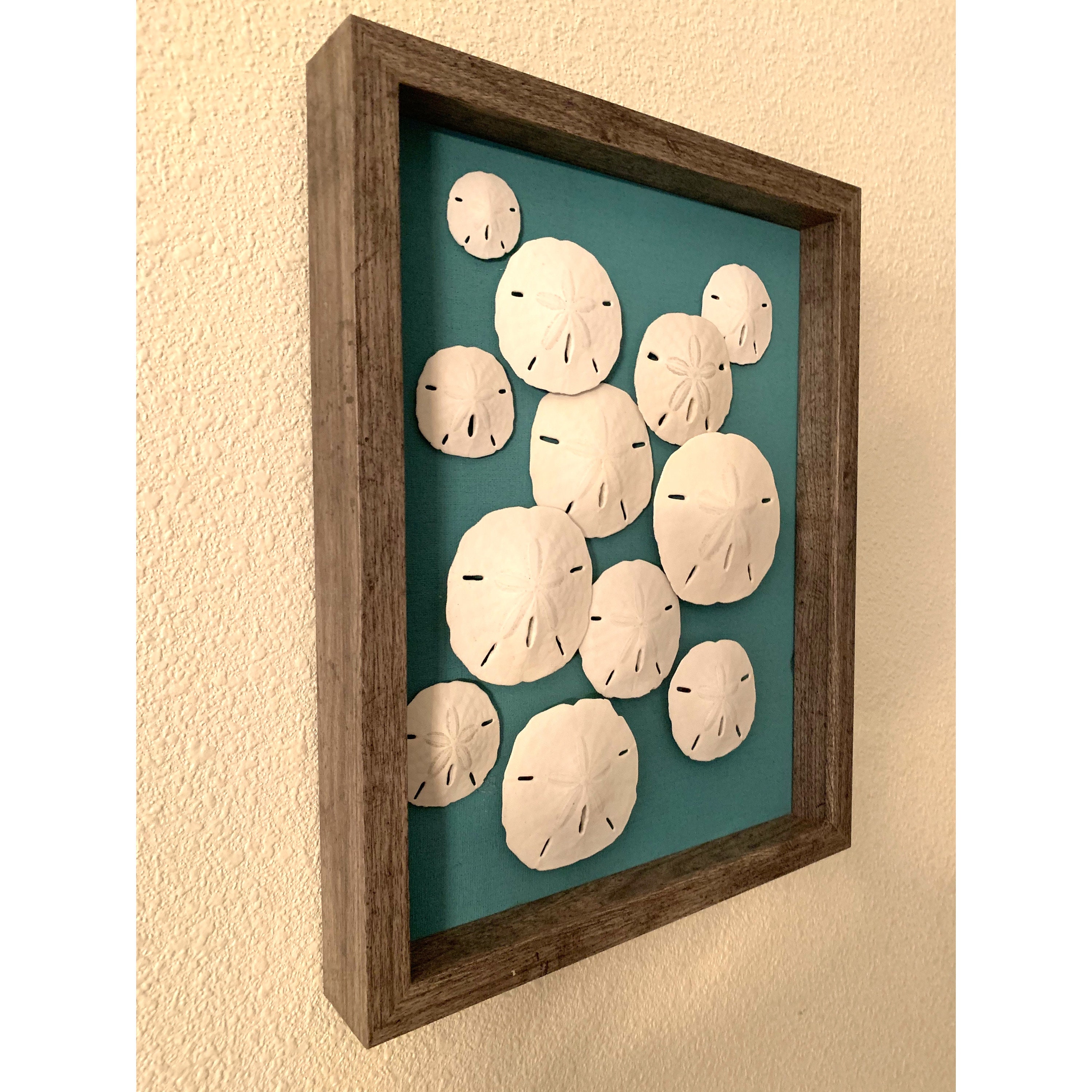 Framed SAND DOLLAR, Shell Wall Art, Shadowbox Framed Shells 1 - Etsy