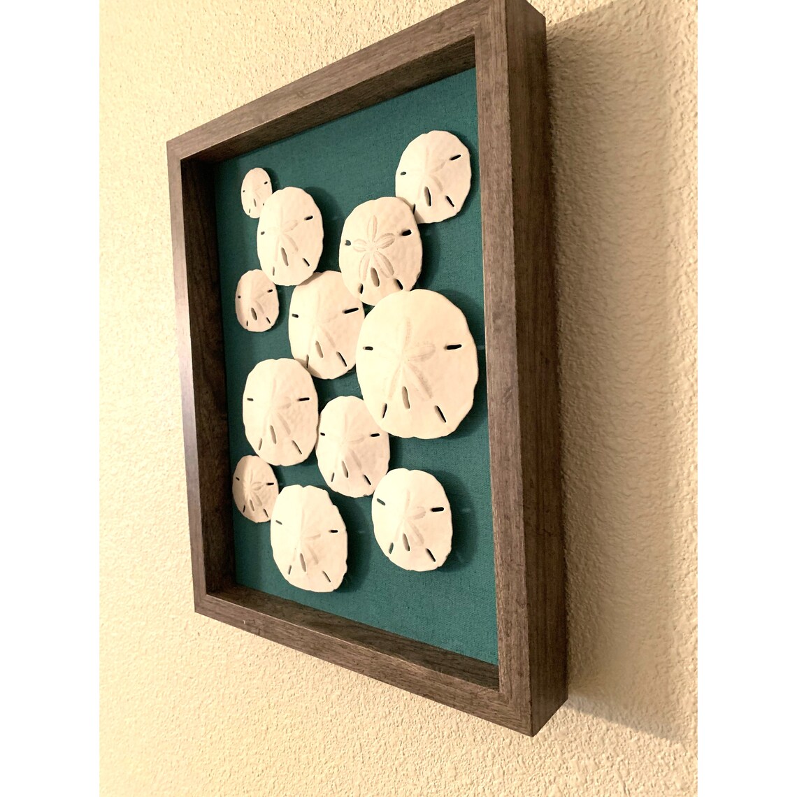 Framed SAND DOLLAR, Shell Wall Art, Shadowbox Framed Shells 1 - Etsy