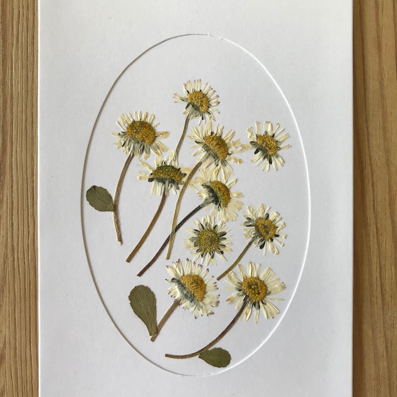 Pressed Daisy Greeting Card - Etsy UK