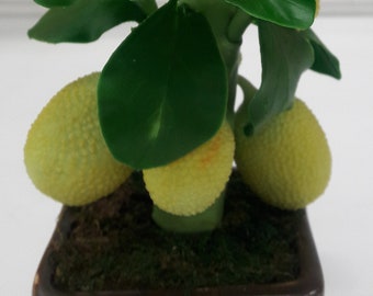 Dwarf Gulabi Jackfruit Starter Tree ROSE Scented Huge Fruit on Small 8 ...