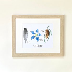 Colorado State Tree, Flower, Bird Art Print Botanical Watercolor Art ...