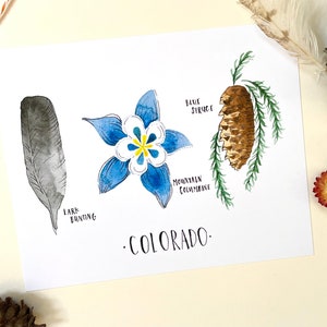 Colorado State Tree, Flower, Bird Art Print Botanical Watercolor Art ...