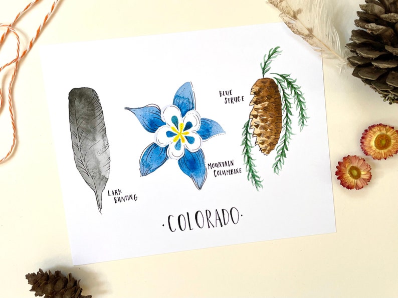 Colorado State Tree Flower Bird Art Print Botanical | Etsy