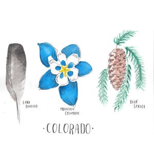 Colorado State Tree, Flower, Bird Art Print Botanical Watercolor Art ...