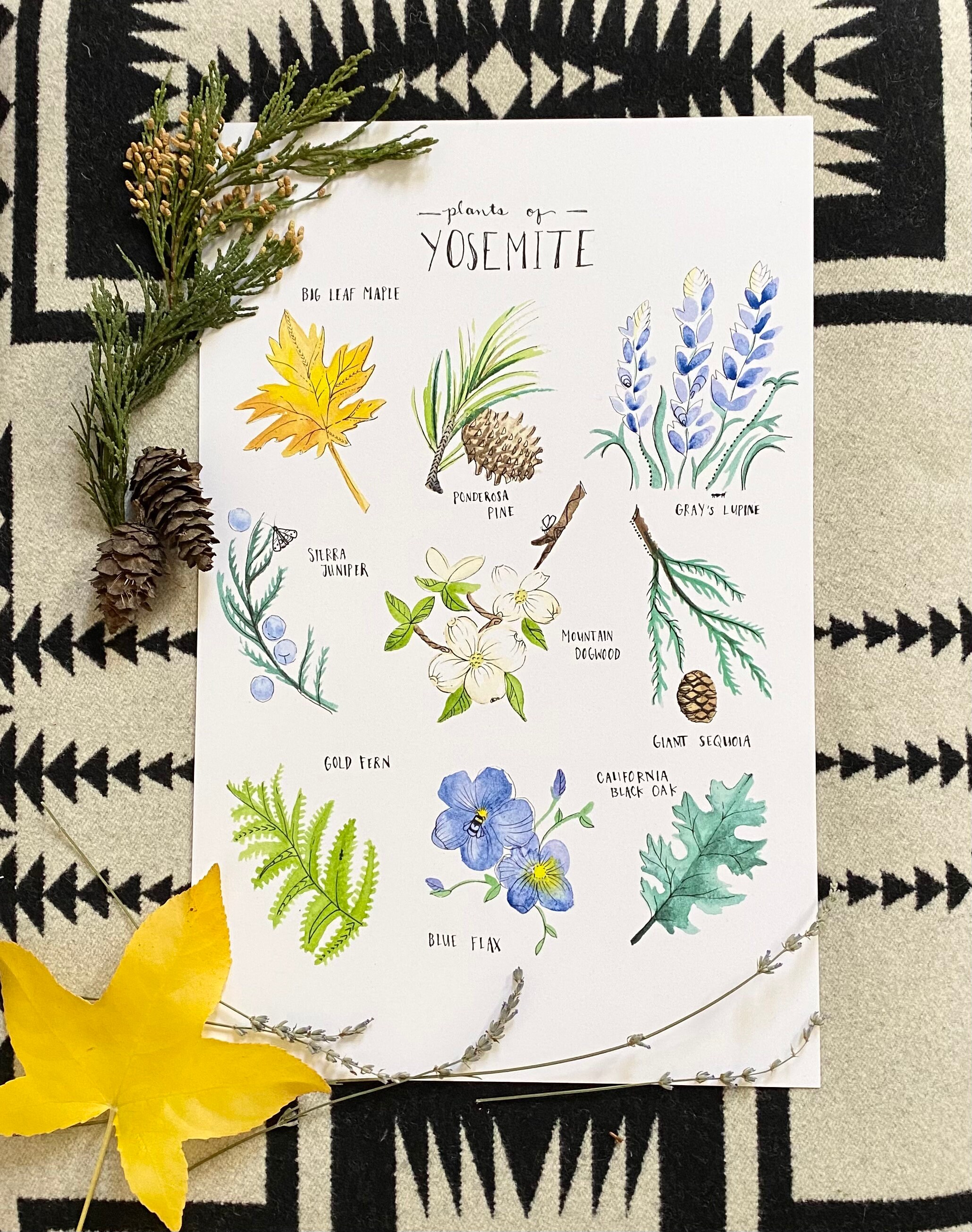 Yosemite National Park Plants Art Watercolor Poster 11x17 Art | Etsy