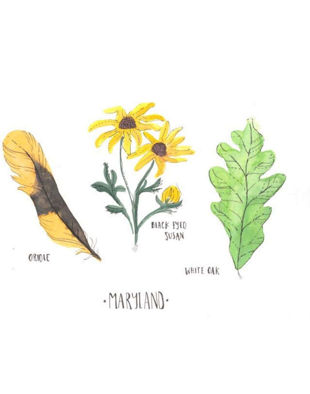 Maryland State Tree, Flower, Bird Art Print Botanical Watercolor State ...