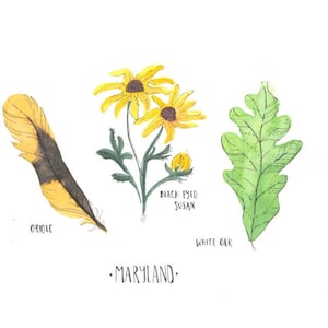 Maryland State Tree, Flower, Bird Art Print Botanical Watercolor State ...