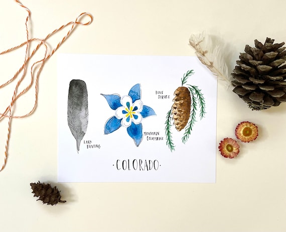 Colorado State Tree Flower Bird Art Print Botanical | Etsy