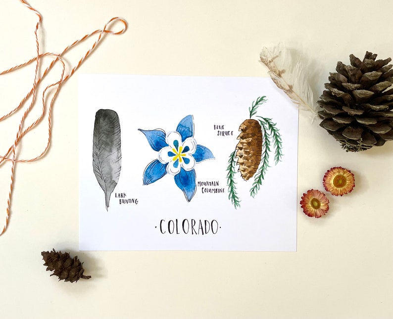 Colorado State Tree Flower Bird Art Print Botanical - Etsy