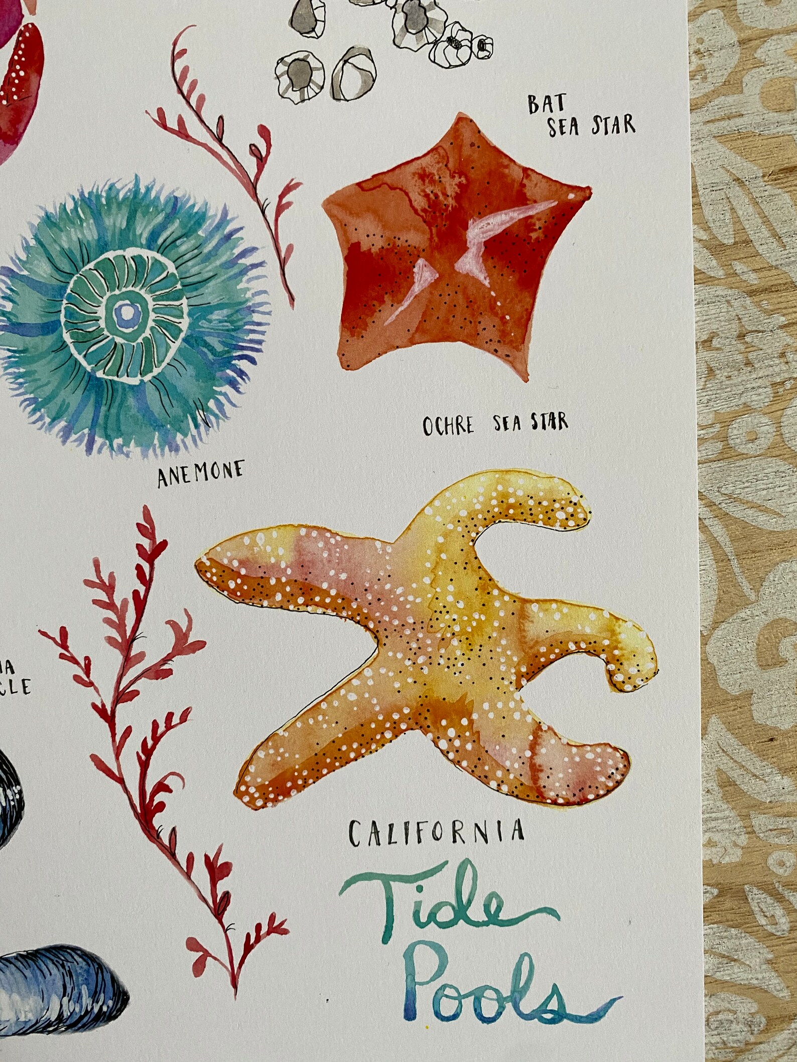 California Tide Pools art print san fransisco los angeles | Etsy