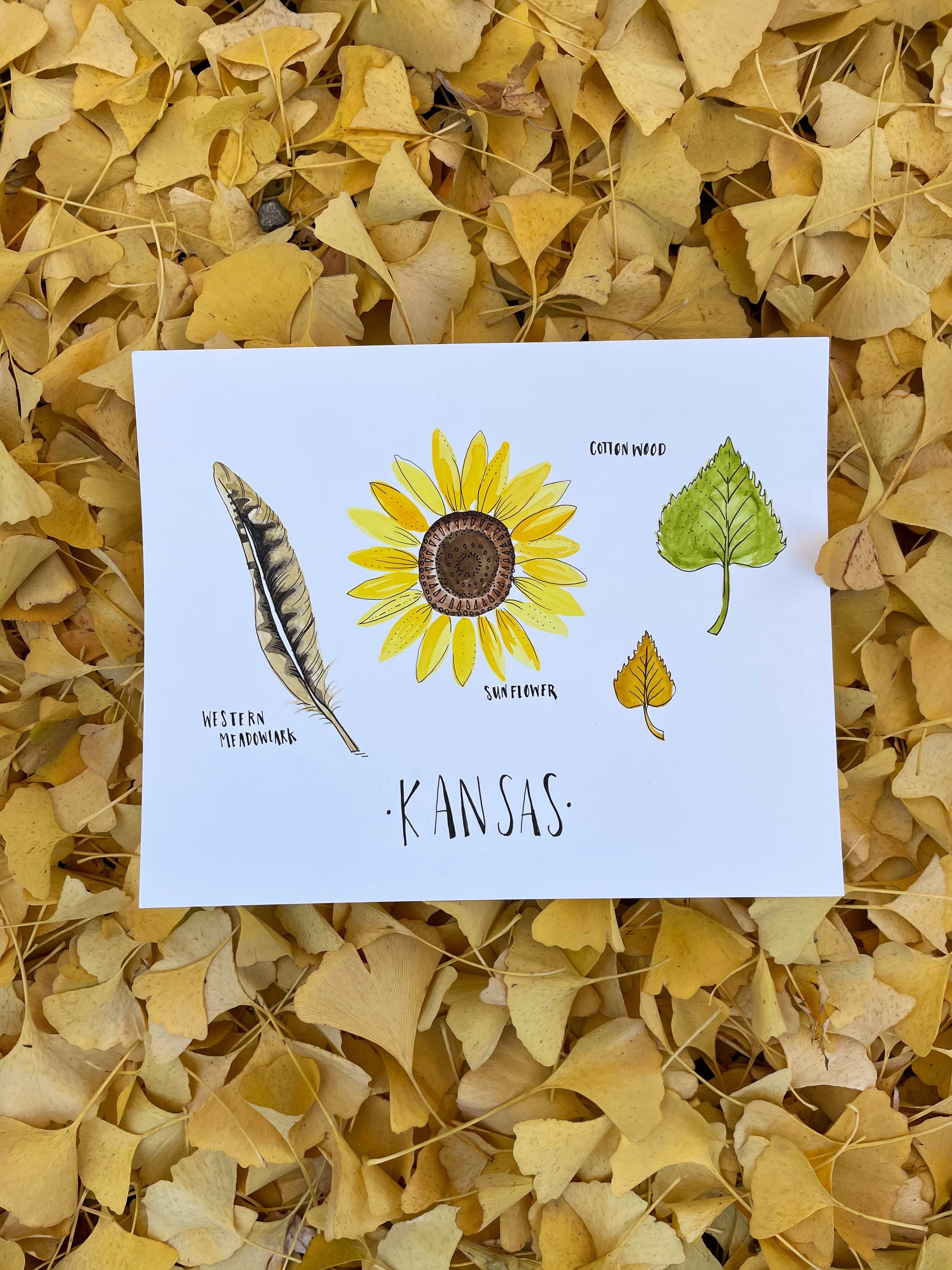 Kansas State Flower State Bird State Tree Watercolor | Etsy