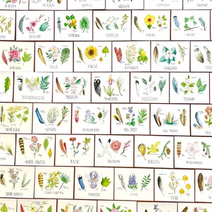 State Flower Art Print All 50 States State Flower State Bird State Tree ...