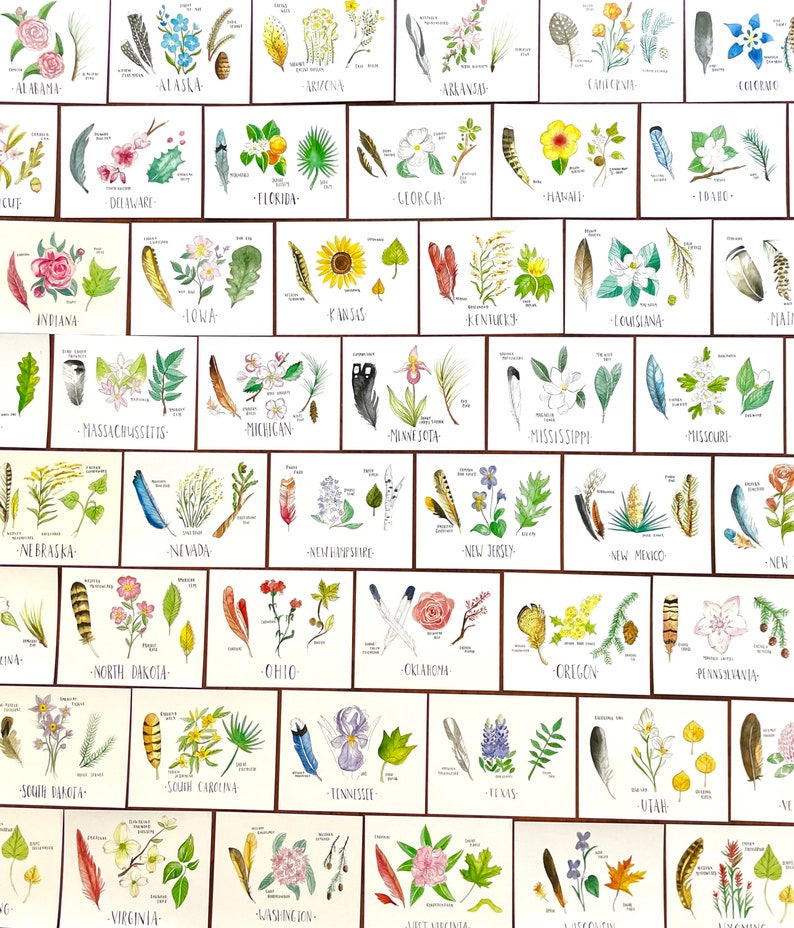 State Flower Art Print All 50 States State Flower State Bird - Etsy