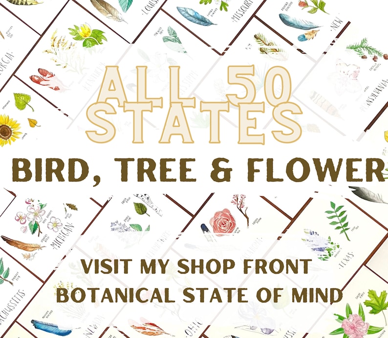 Texas State Bird Flower and Tree Print state flower state - Etsy België
