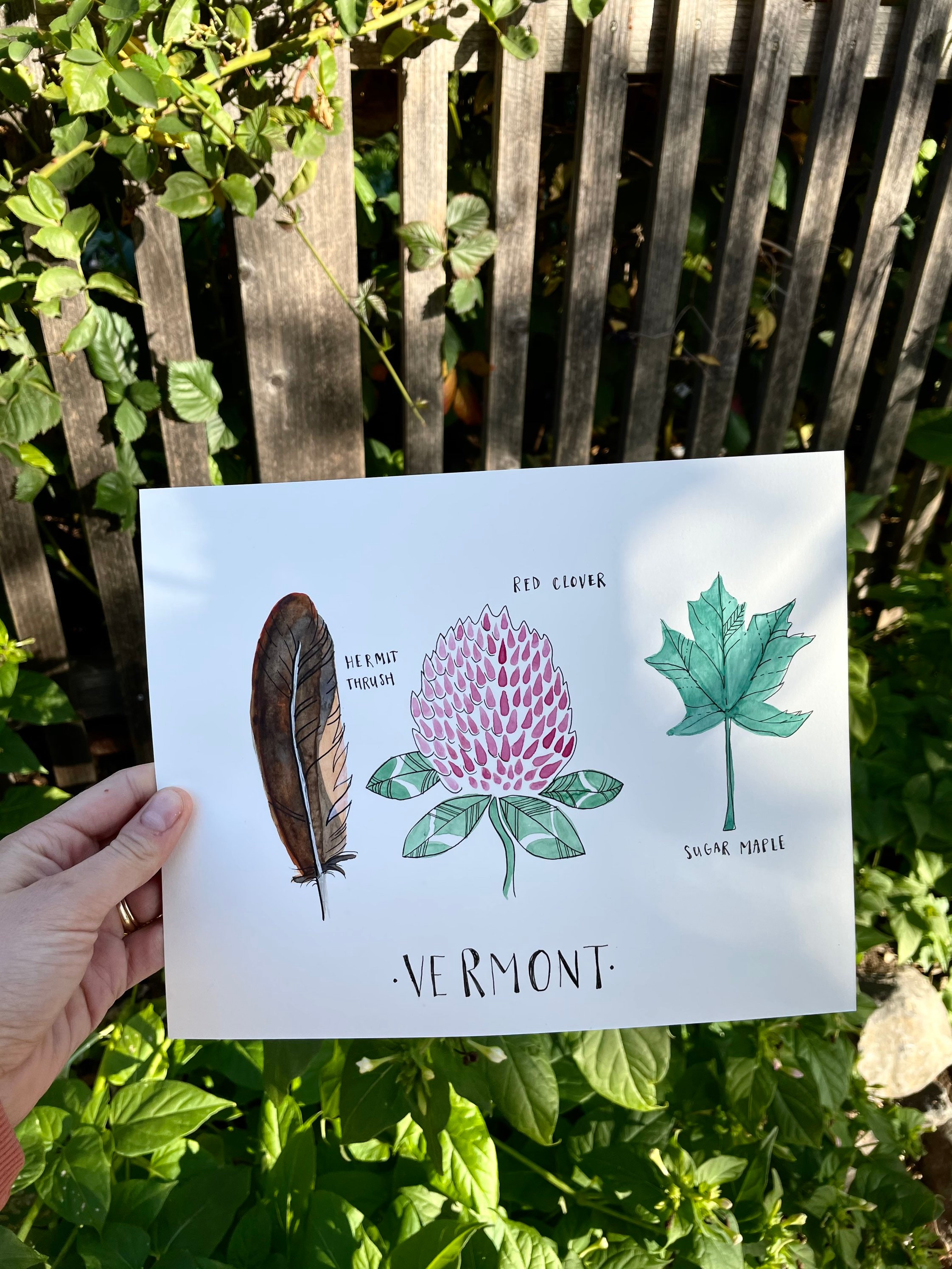 Vermont State Flower State Bird State Tree Watercolor Art - Etsy