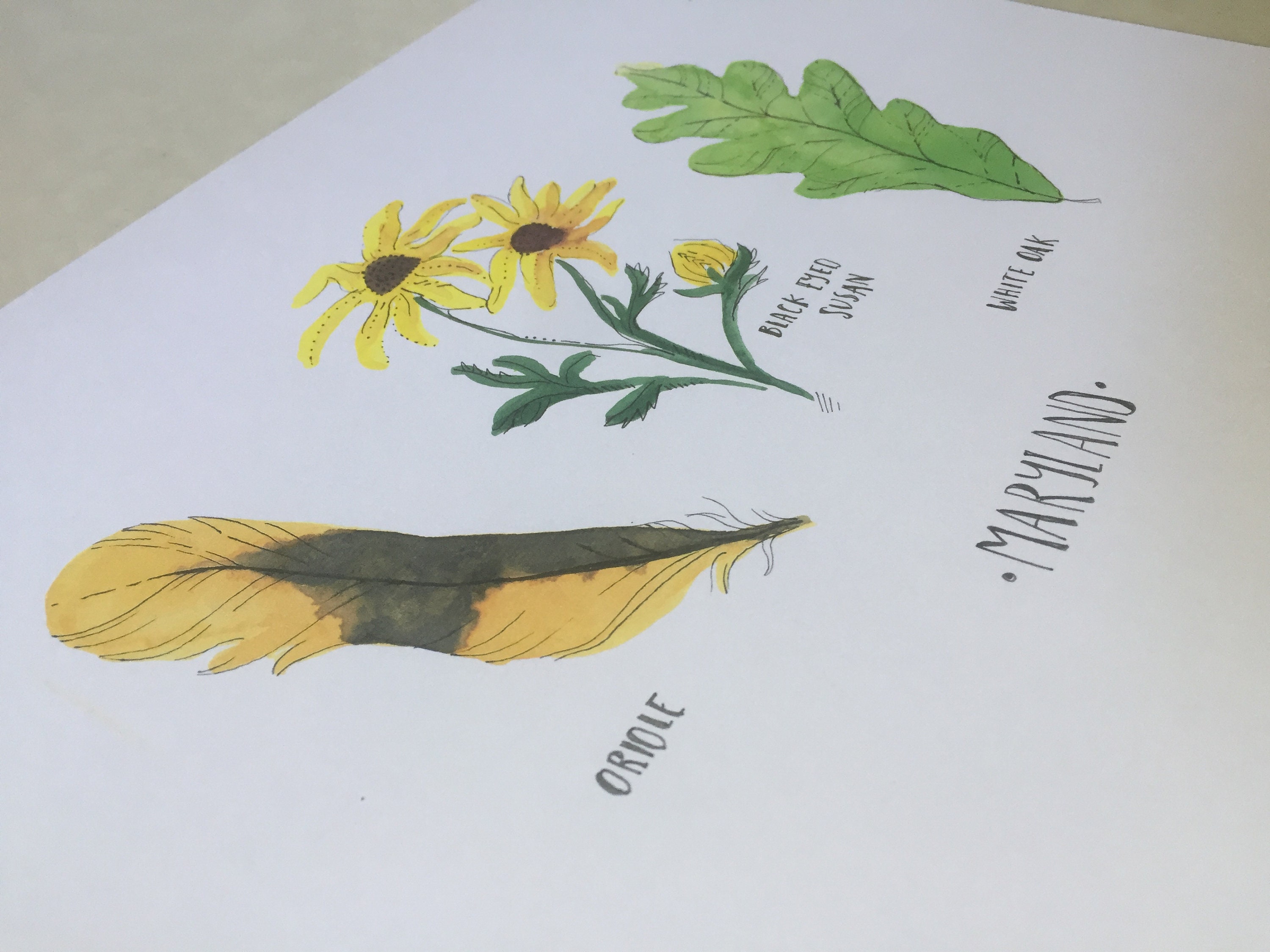 Maryland State Tree Flower Bird Art Print Botanical | Etsy