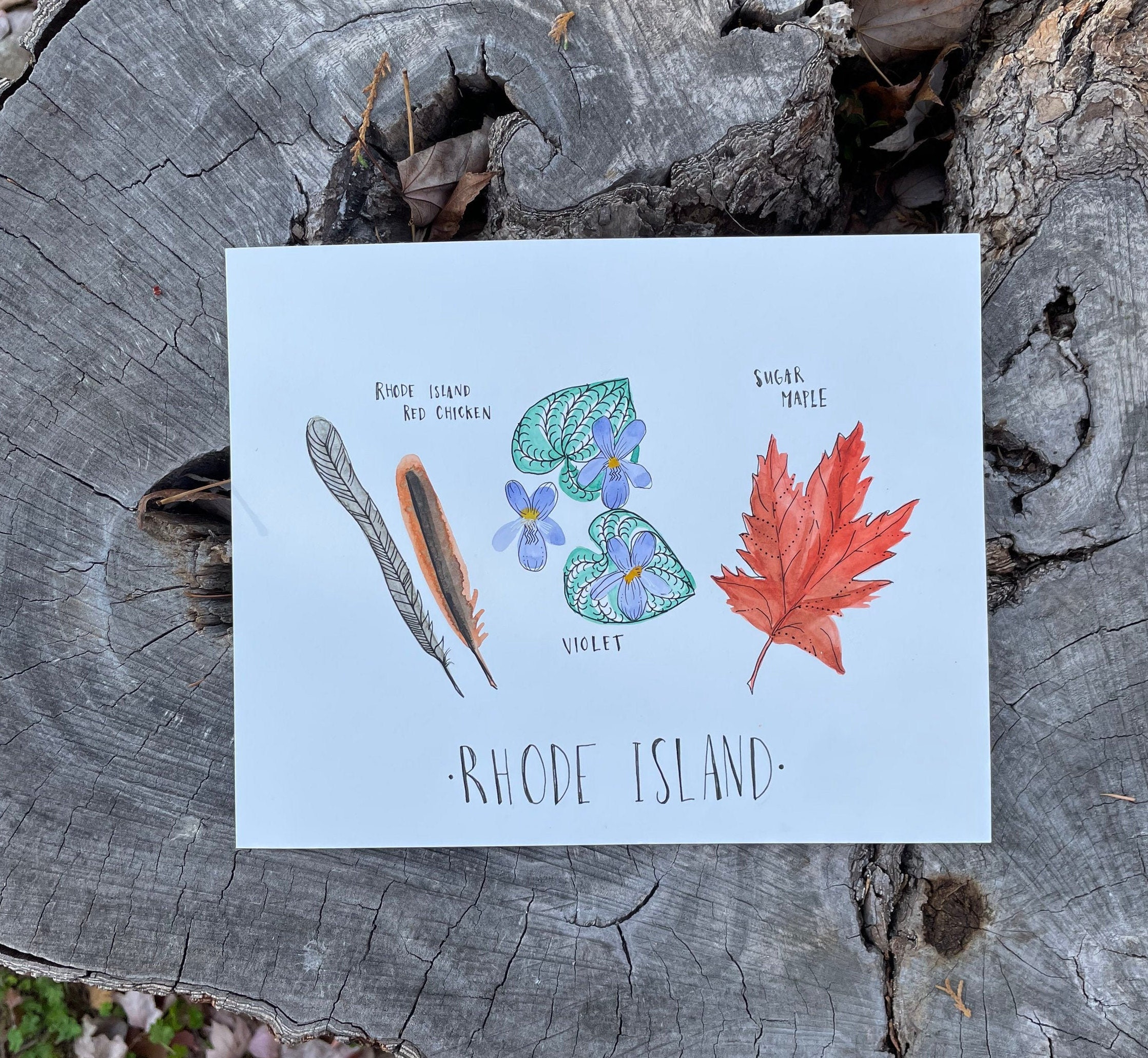 Rhode Island state flower state bird state tree watercolor art | Etsy