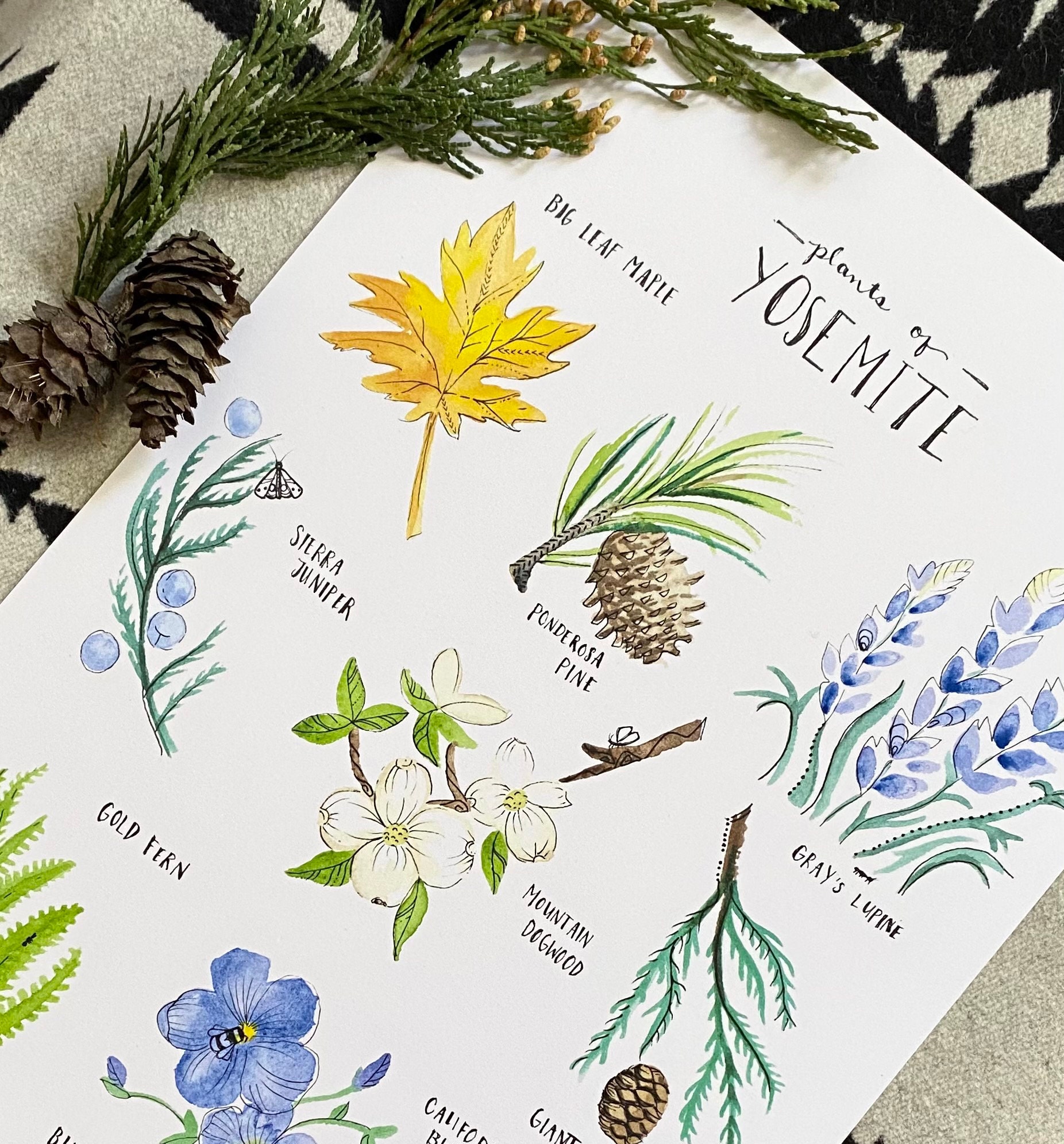 Yosemite National Park Plants Art Watercolor Poster 11x17 Art Print ...