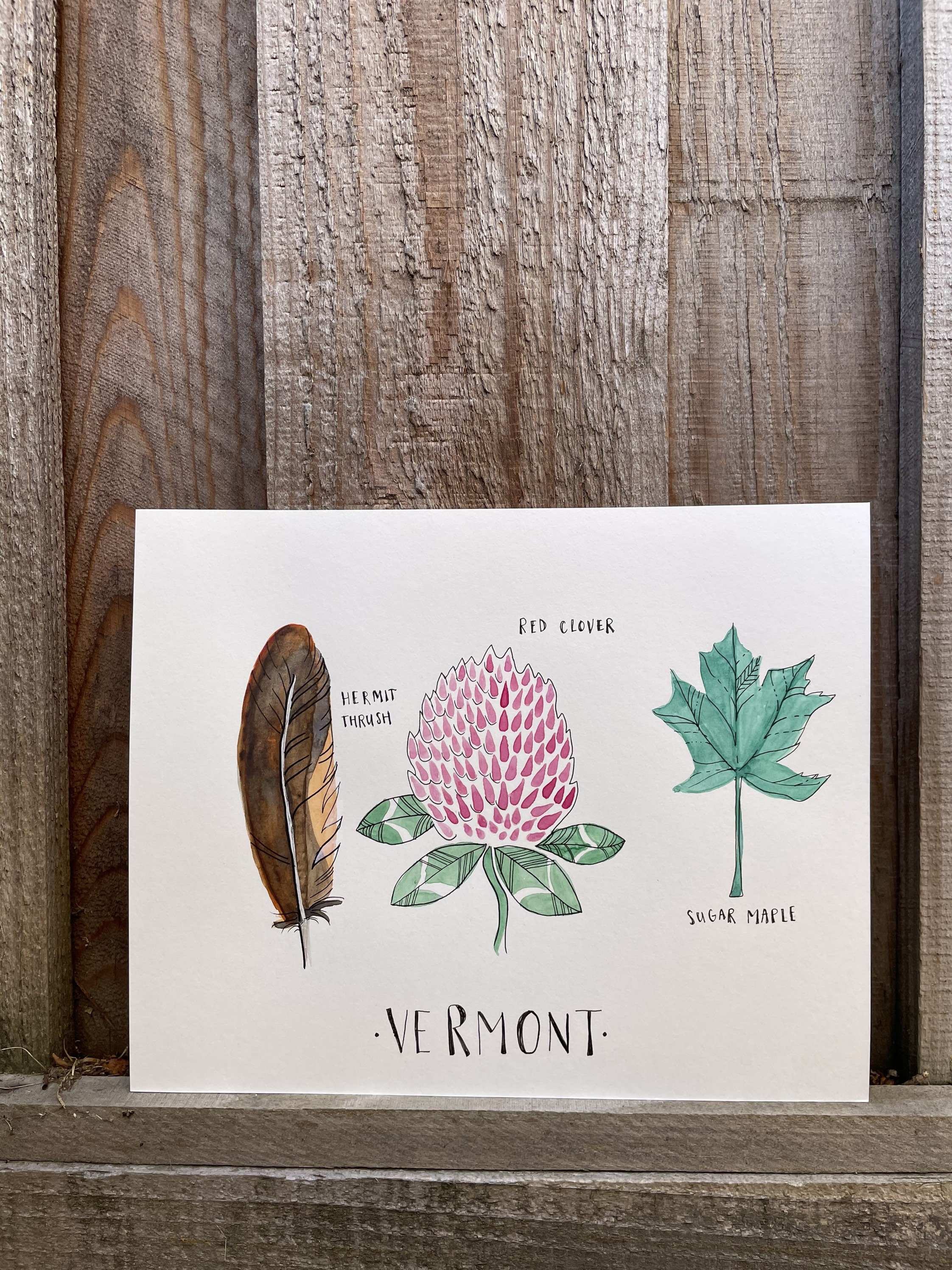 Vermont State Flower State Bird State Tree Watercolor Art - Etsy