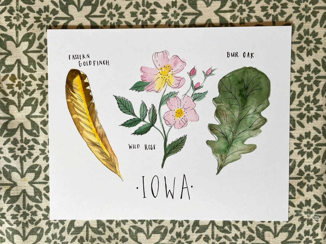 Iowa State Bird State Tree State Flower Wild Rose Burl Oak Watercolor ...