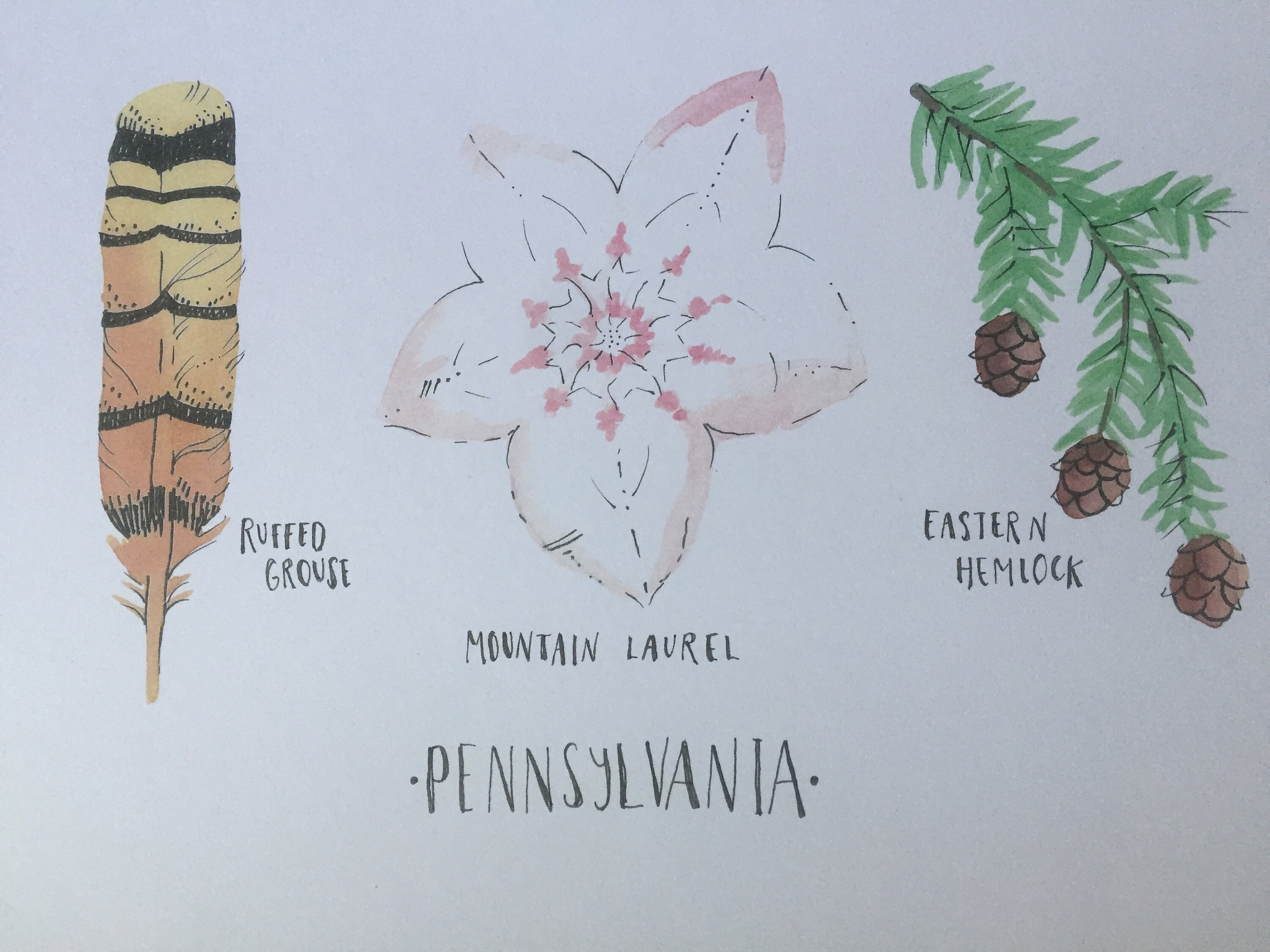 Pennsylvania State Tree, Flower, Bird Art Print State Flower State Bird ...