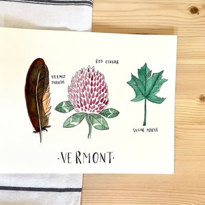 Vermont State Flower State Bird State Tree Watercolor Art Print ...